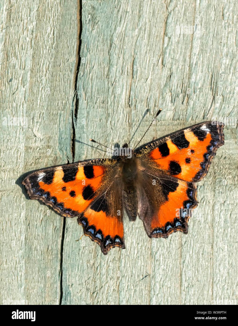 Freshly emerged Small Tortoiseshell butterfly (Aglais urticae) soaking ...