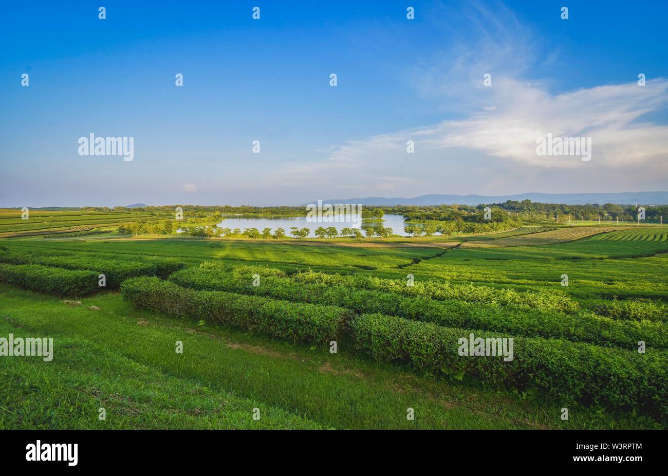 Beautiful scenery of tea plantations Tourist attractions in Chiang Rai ...