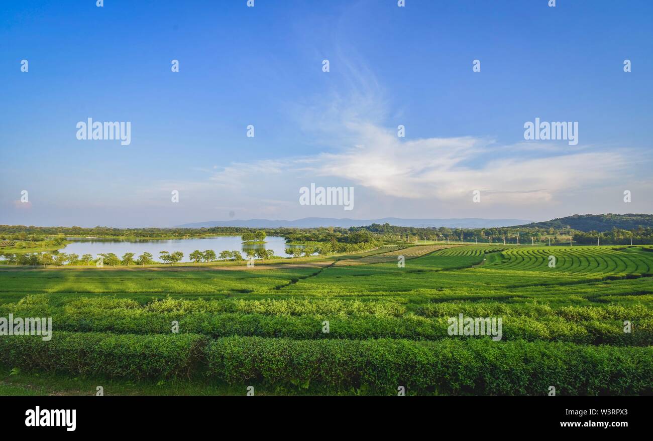 Beautiful scenery of tea plantations Tourist attractions in Chiang Rai ...
