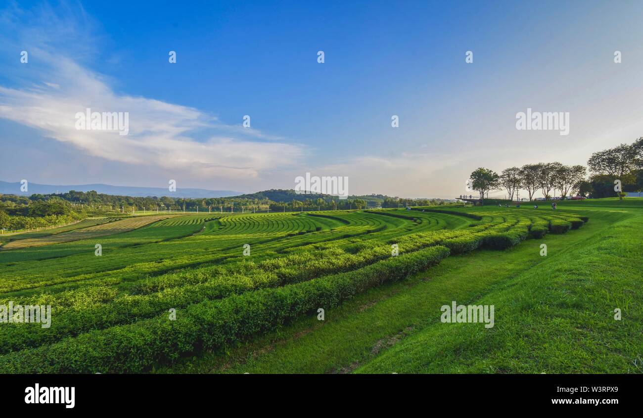 Beautiful scenery of tea plantations Tourist attractions in Chiang Rai ...