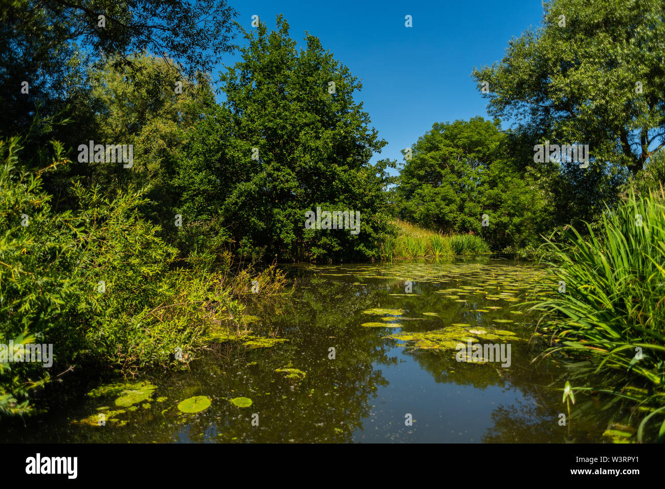 The water always finds its way through nature Stock Photo - Alamy