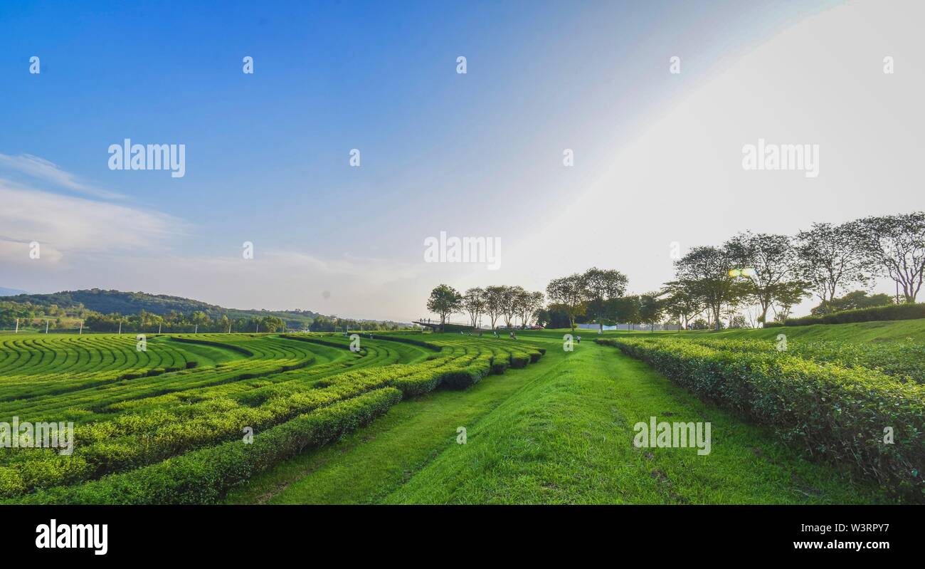 Beautiful scenery of tea plantations Tourist attractions in Chiang Rai ...
