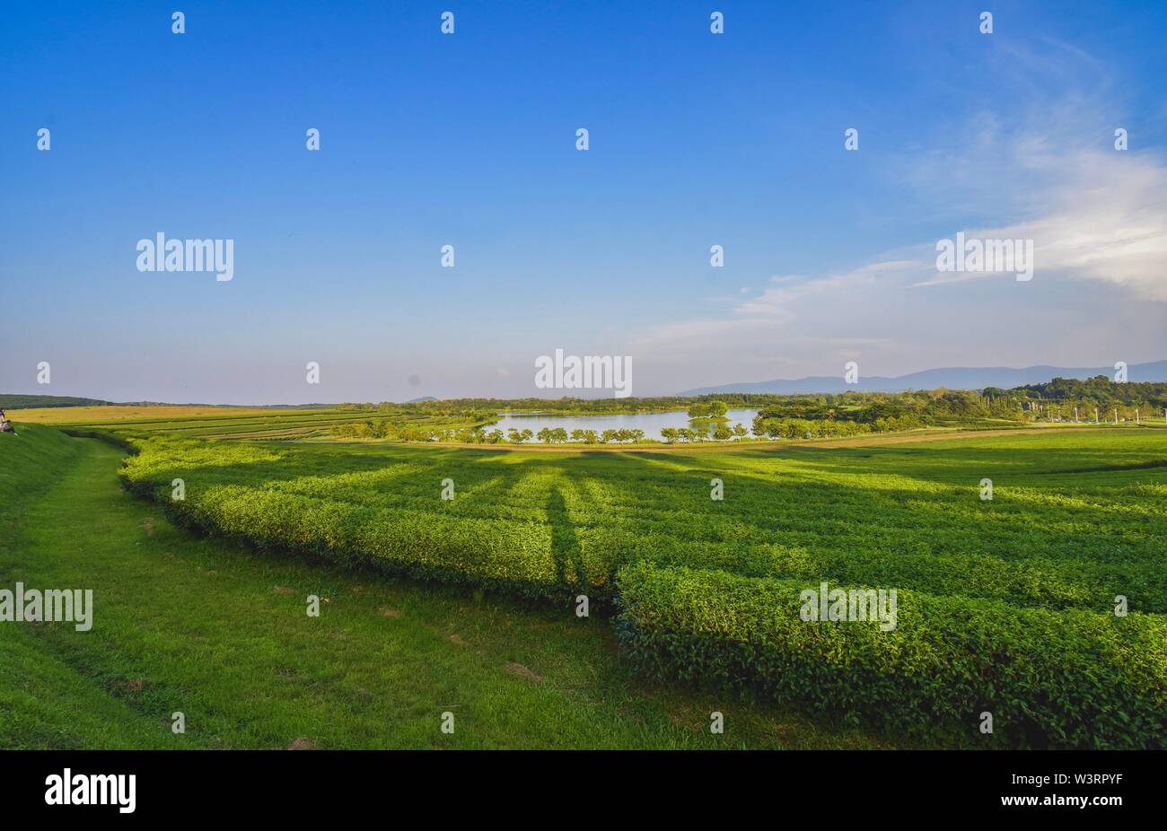 Beautiful scenery of tea plantations Tourist attractions in Chiang Rai ...