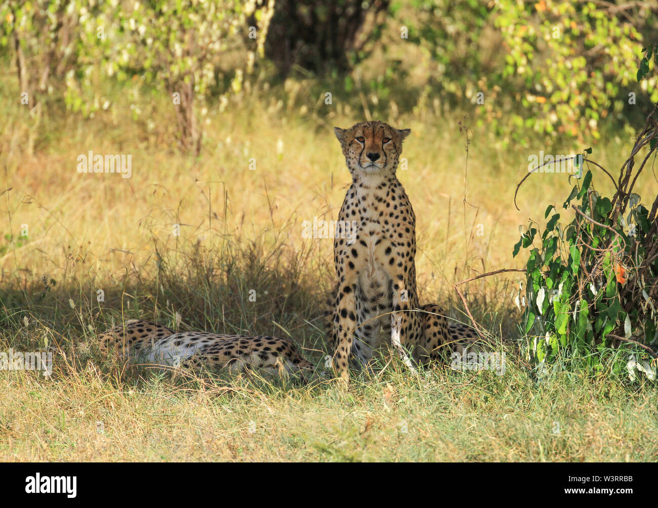 Cheetah sitting in tree hi-res stock photography and images - Alamy