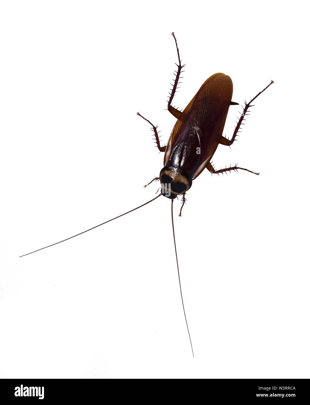 German cockroach Cut Out Stock Images & Pictures - Alamy