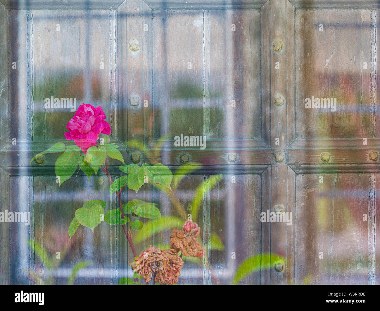 Multiple exposure of pink rose overlaid against lead lined window ...