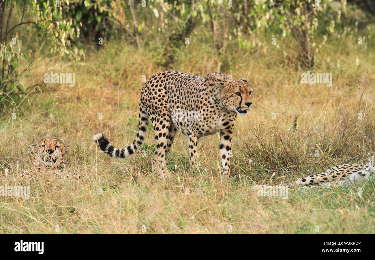 Five cheetahs of the mara hi-res stock photography and images - Alamy