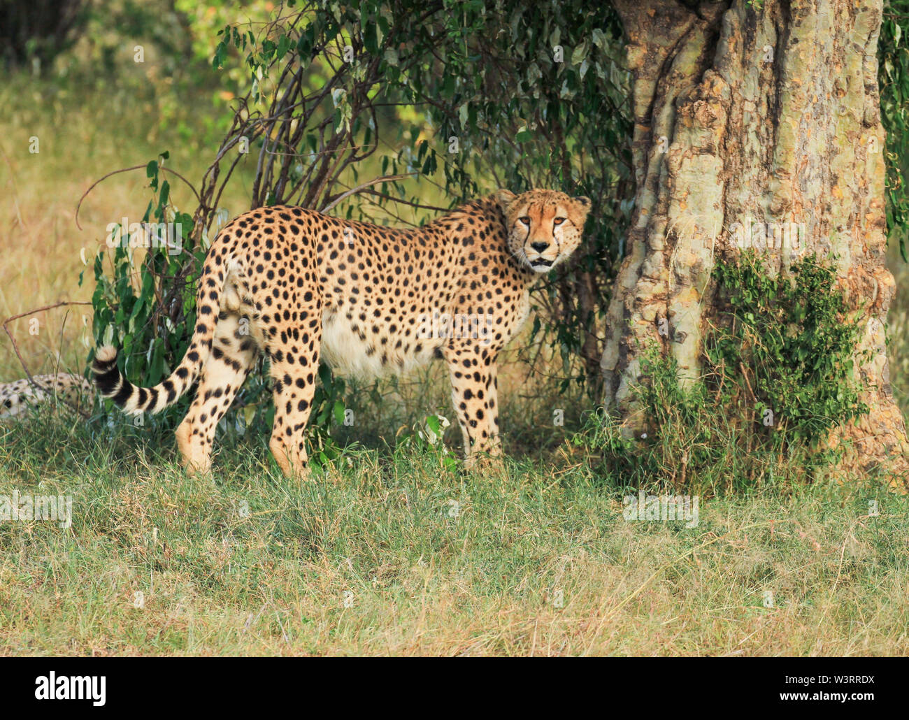 Cheetah Acinonyx jubatus Masai Mara National Reserve Kenya East Africa ...
