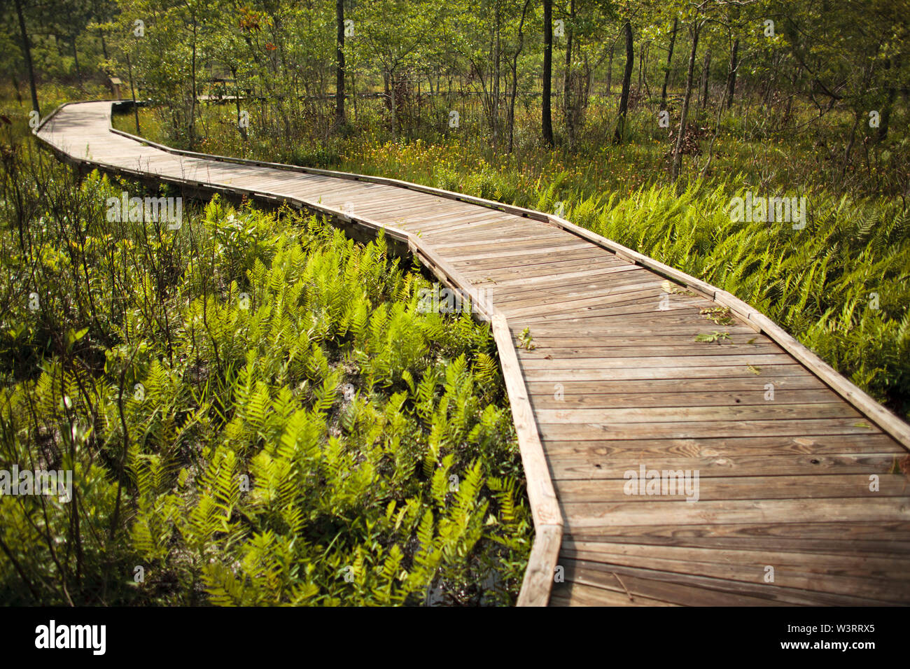 Wooden walkway through woodland Stock Photo - Alamy