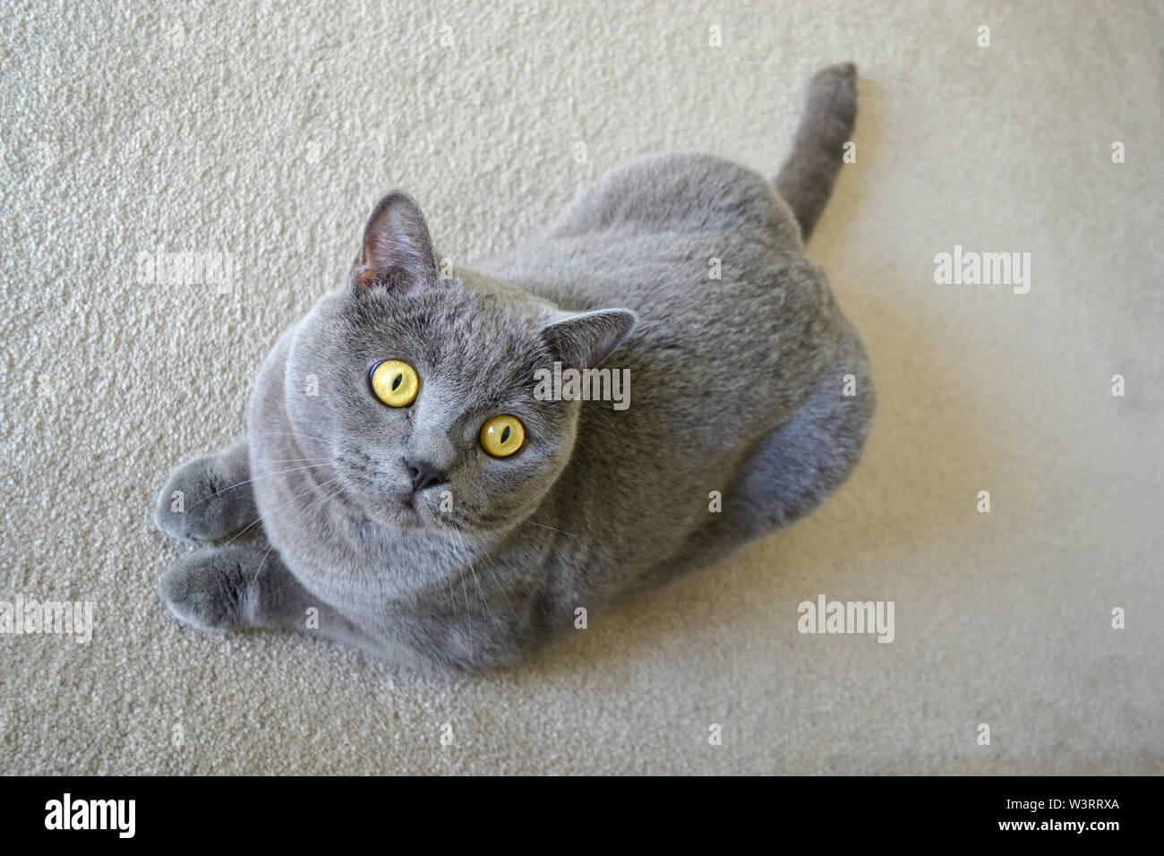 British shorthair cat with blue gray fur Stock Photo - Alamy