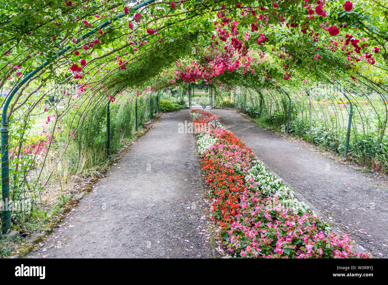 Point defiance rose garden hi-res stock photography and images - Alamy