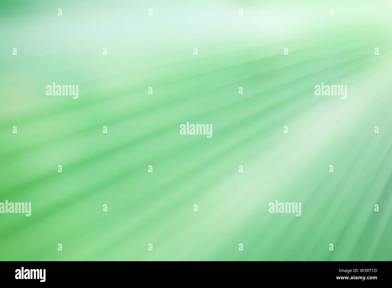 Abstract green leaf with beam of light,Striped of palm leaf Stock Photo ...