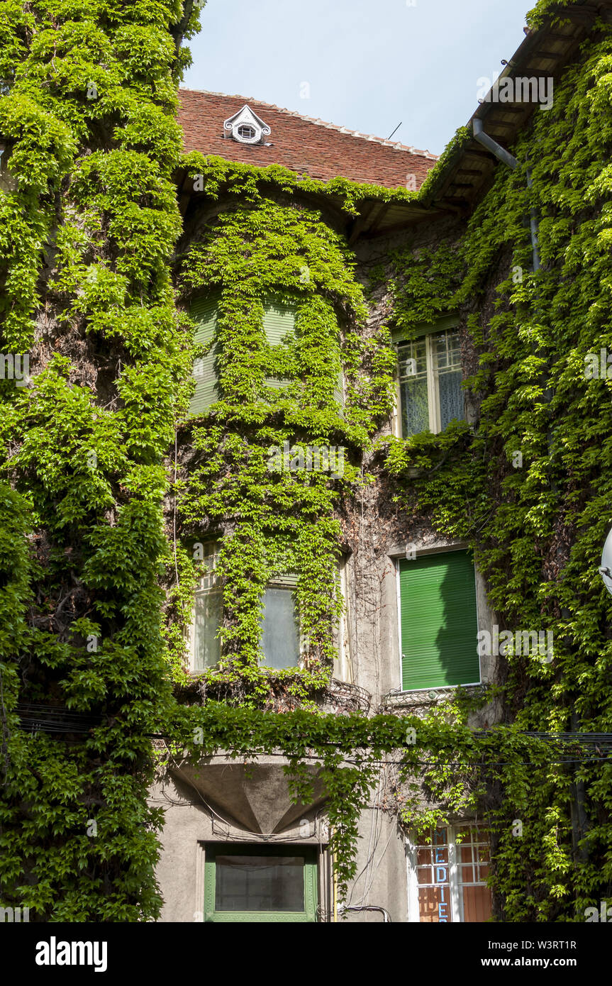 House covered with common ivy (hedera helix Stock Photo - Alamy