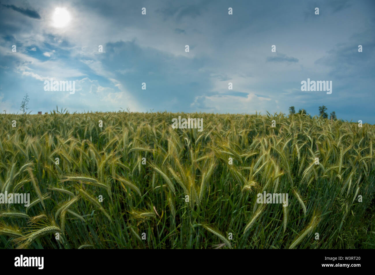 Plant field fisheye hi-res stock photography and images - Alamy