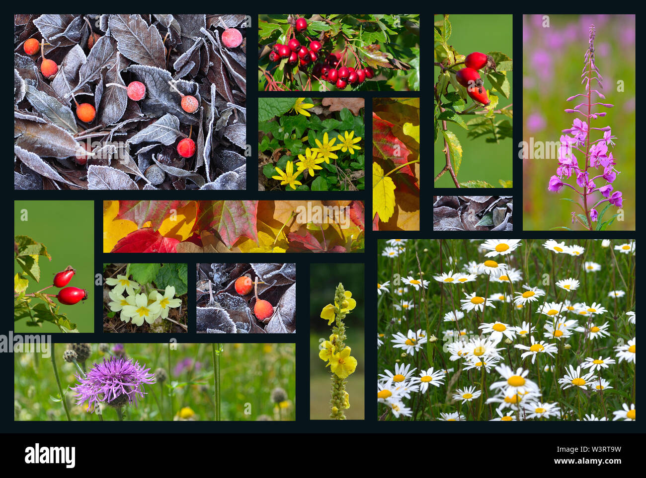 Four Seasons of Colour Collage Stock Photo - Alamy