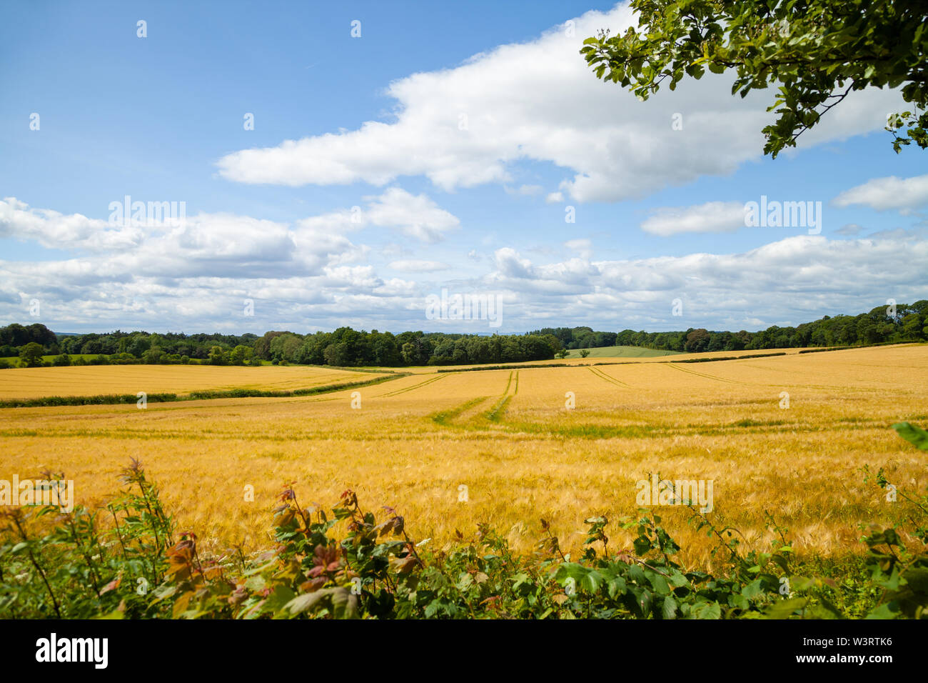 Summer farmland in Fife Scotland Stock Photo - Alamy