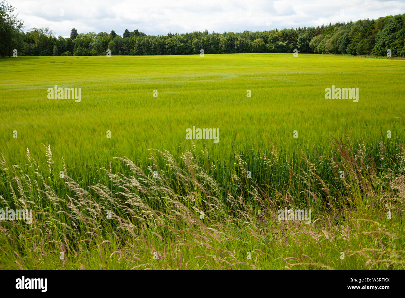 Lush green field hi-res stock photography and images - Alamy