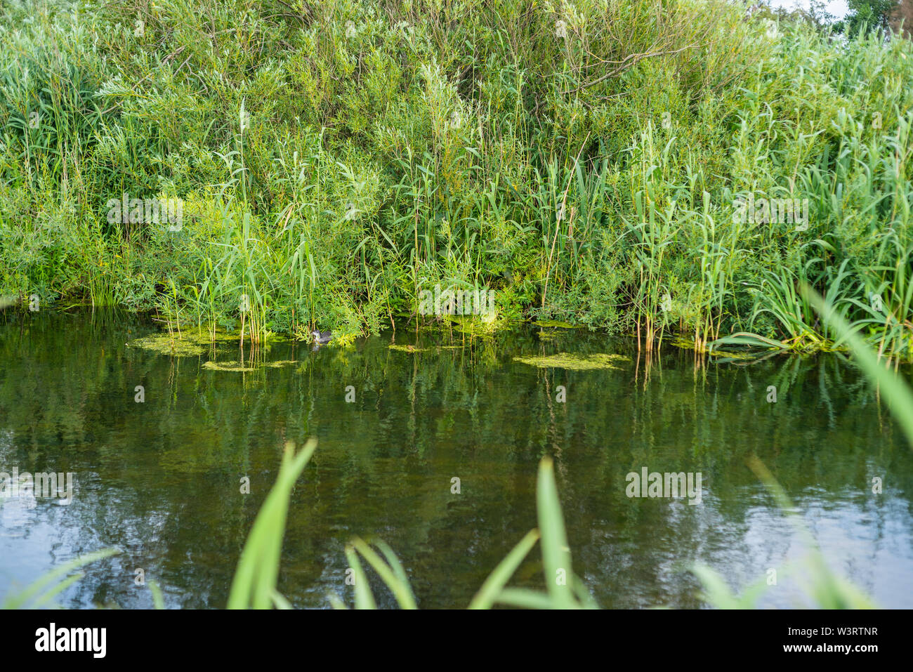 The water always finds its way through nature Stock Photo - Alamy