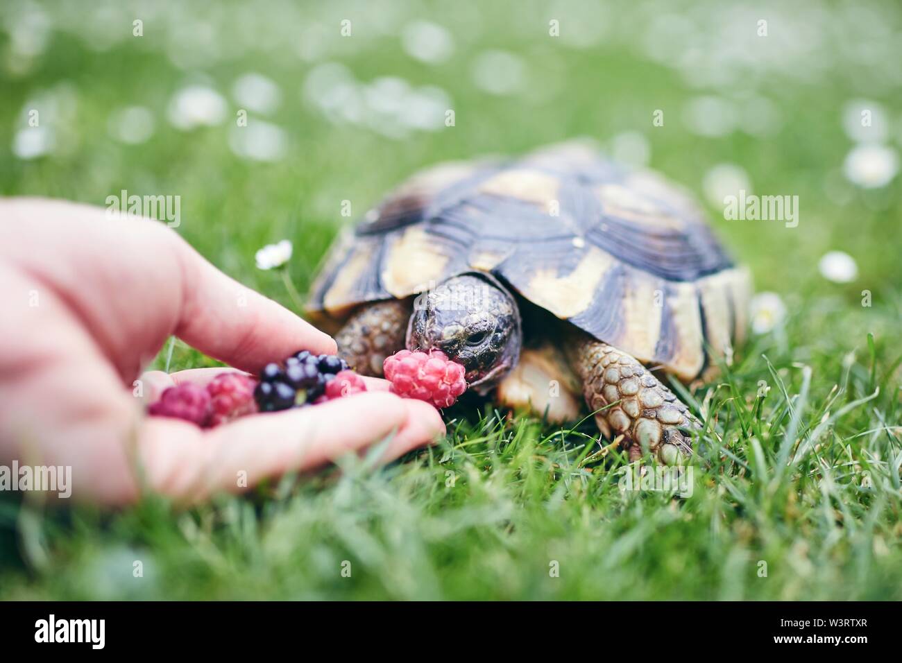 Turtle Eating Strawberry Wallpaper