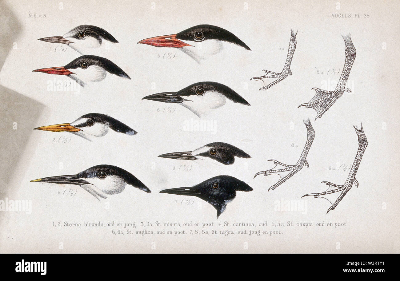 Flying tern drawing hi-res stock photography and images - Alamy