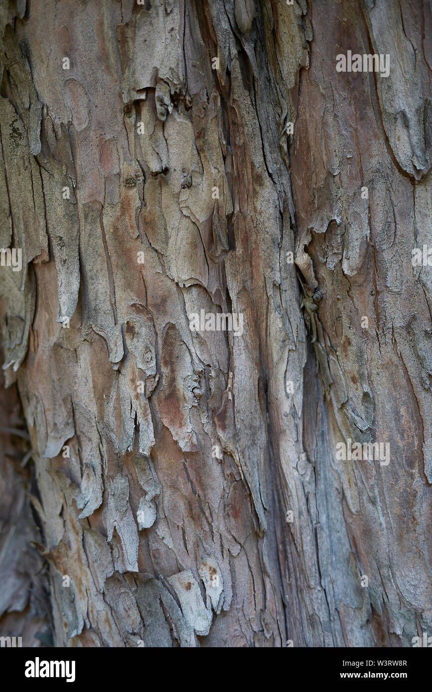 Taxus baccata bark close up Stock Photo - Alamy