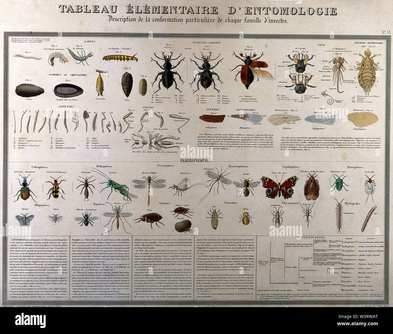 Bug varieties hi-res stock photography and images - Alamy