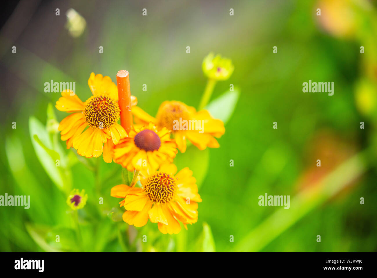 Leuchtend bright hi-res stock photography and images - Alamy