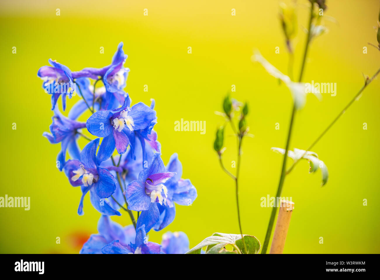 Leuchtend bright hi-res stock photography and images - Alamy