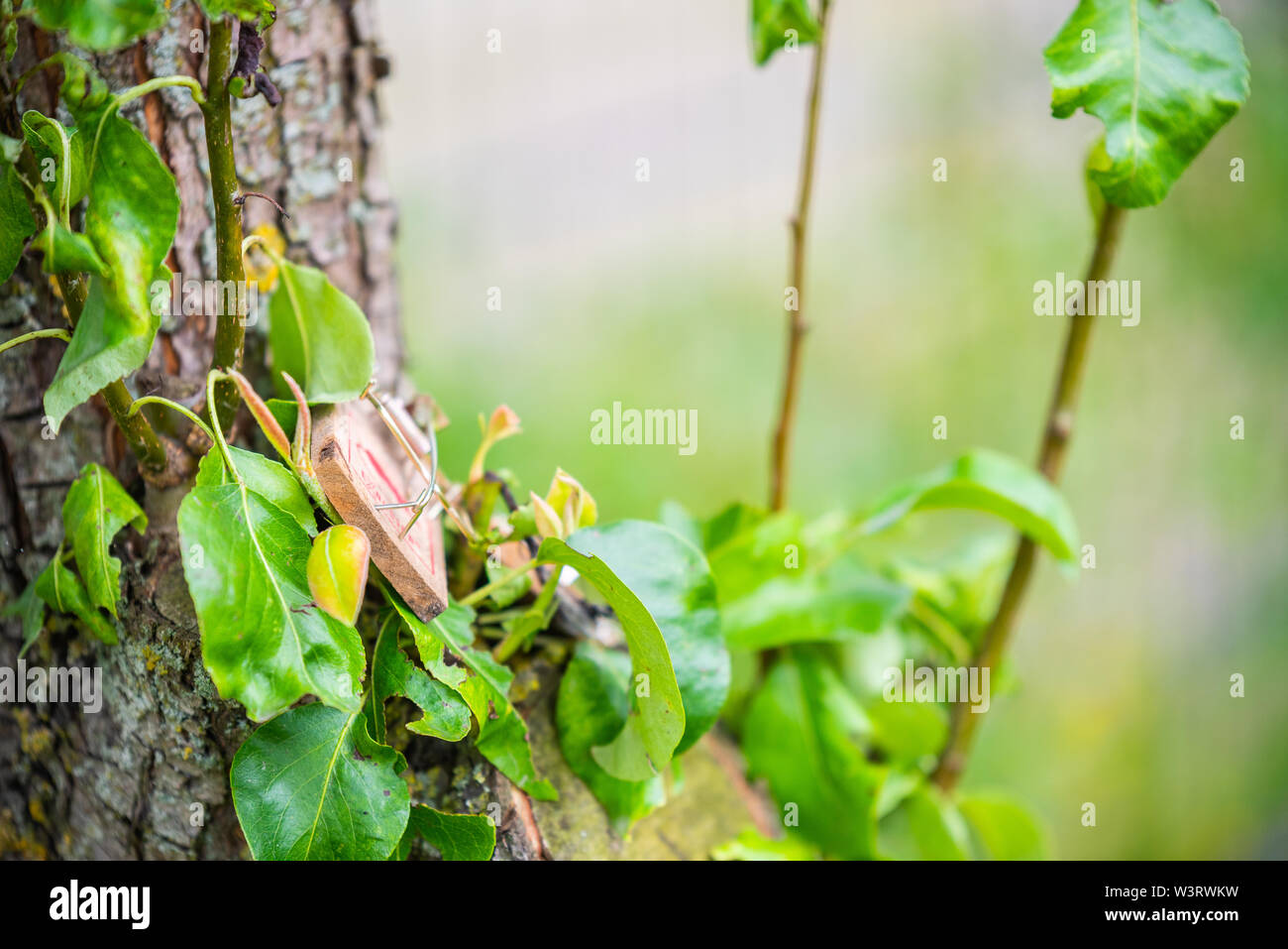 A mousetrap seat in a pear tree for defense Stock Photo - Alamy