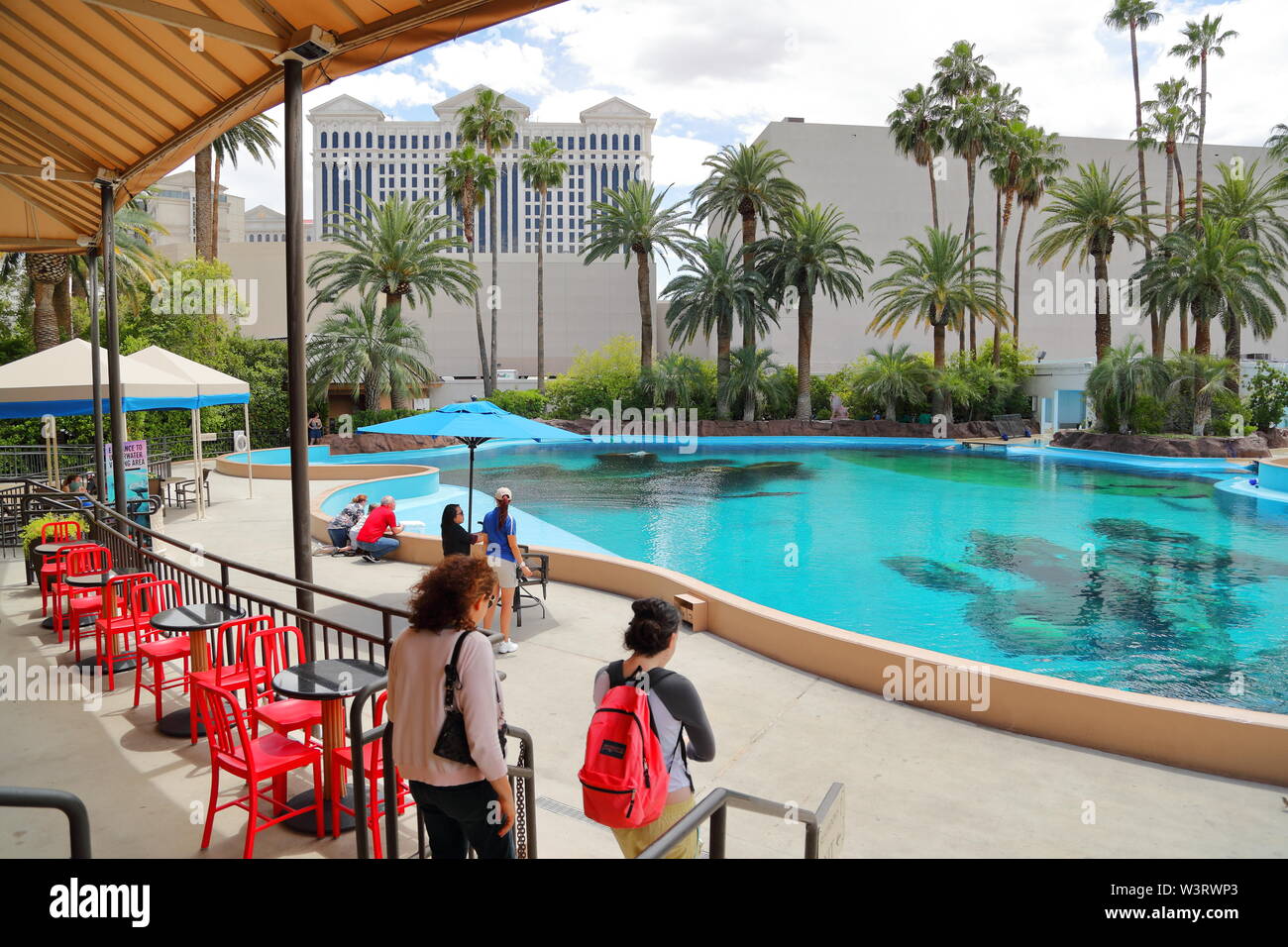 Mirage Hotel Pool Hotel The Mirage Hotel And Casino In Las Vegas