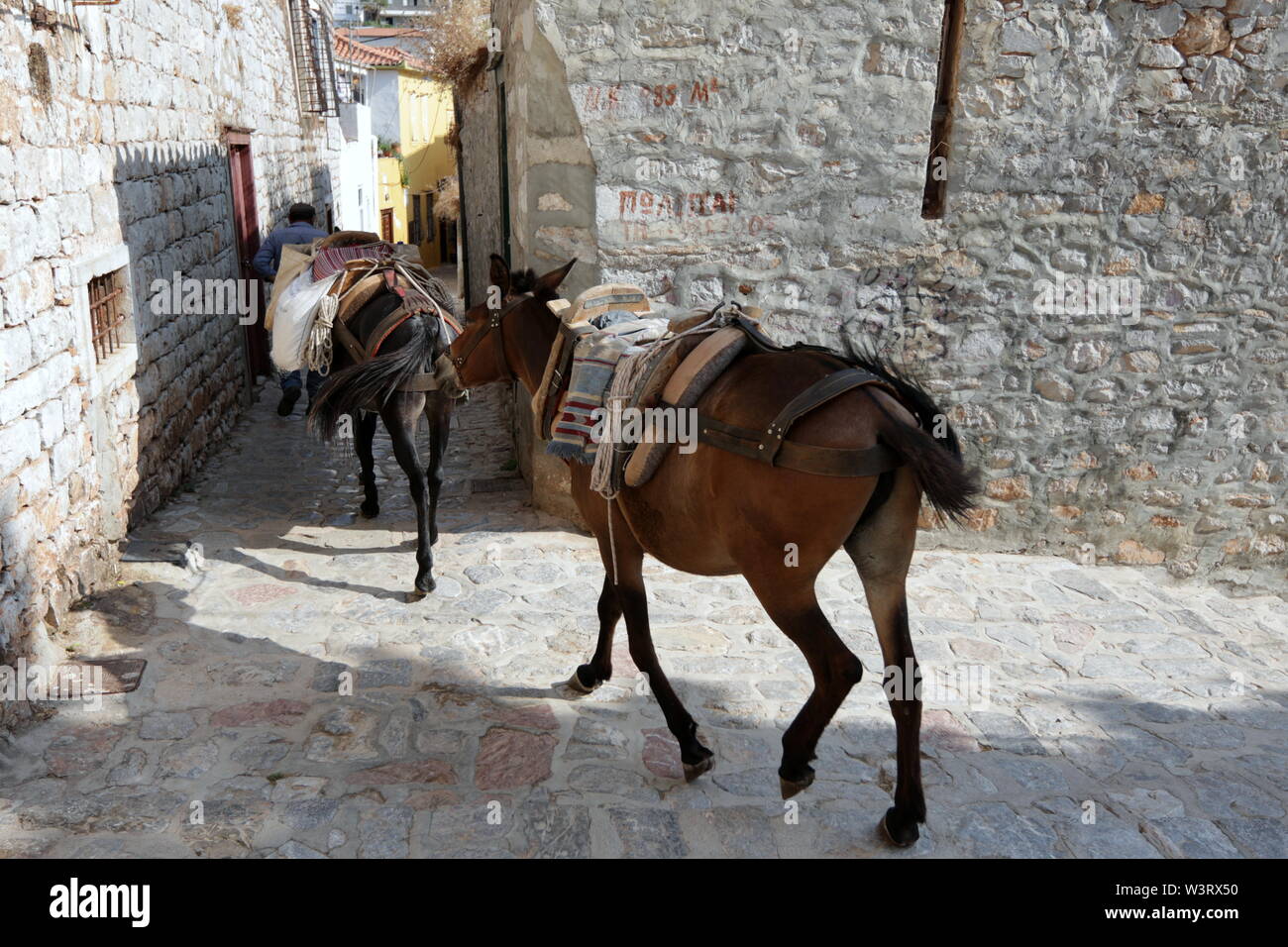 Man Pulling Mule Whitley County Mule Pull Grows In Popularity