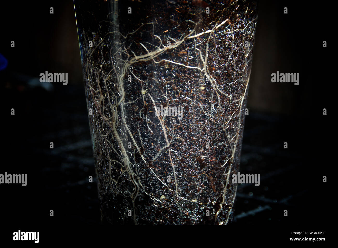 Soil in plastic cup hi-res stock photography and images - Alamy