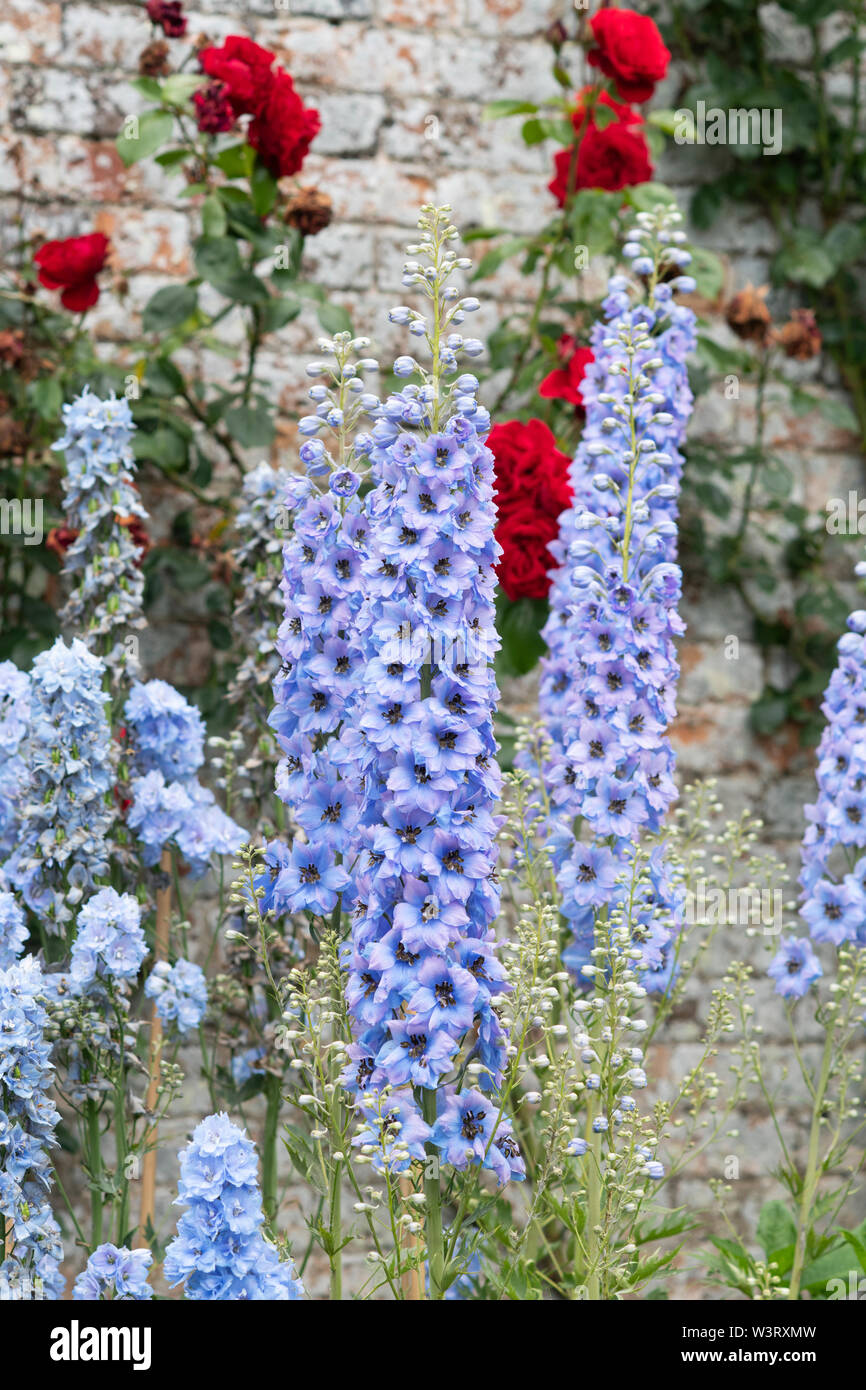 Light Blue Delphinium. Delphinium against a stone wall in the ...