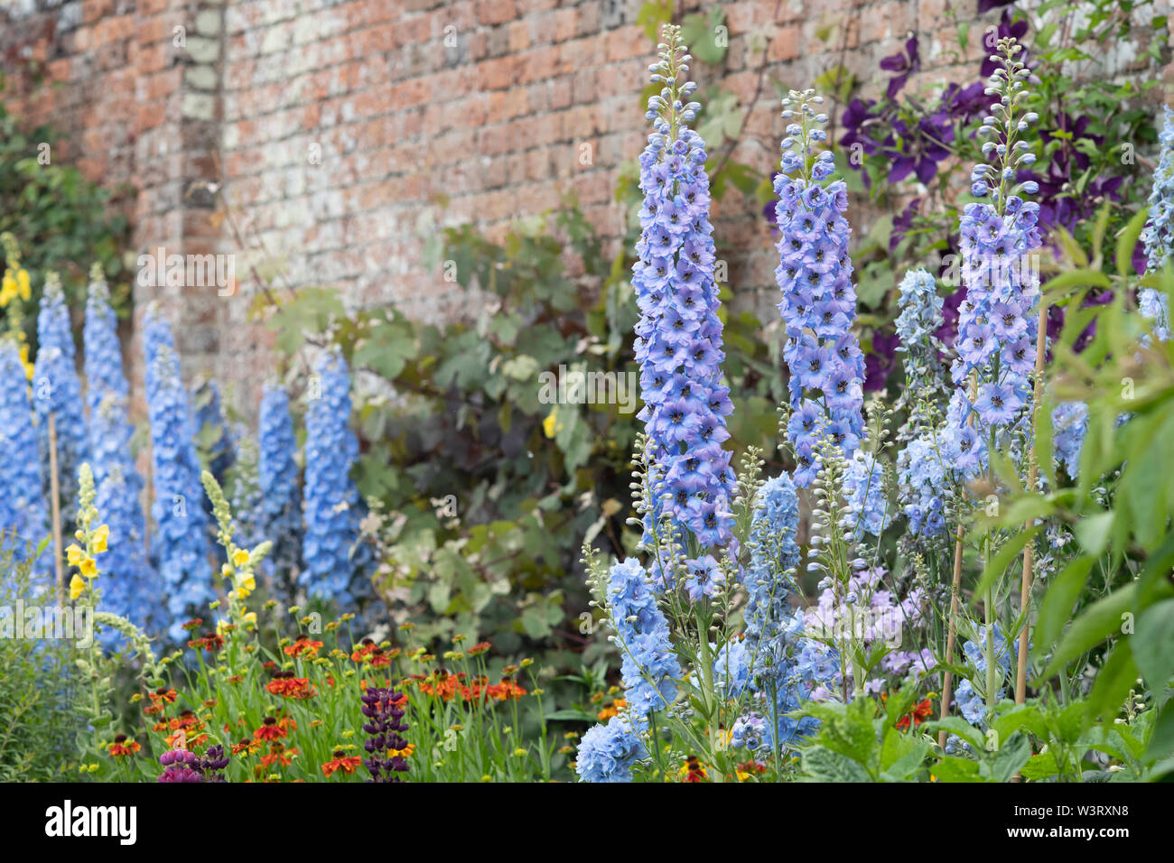 Light Blue Delphinium. Delphinium against a stone wall in the ...