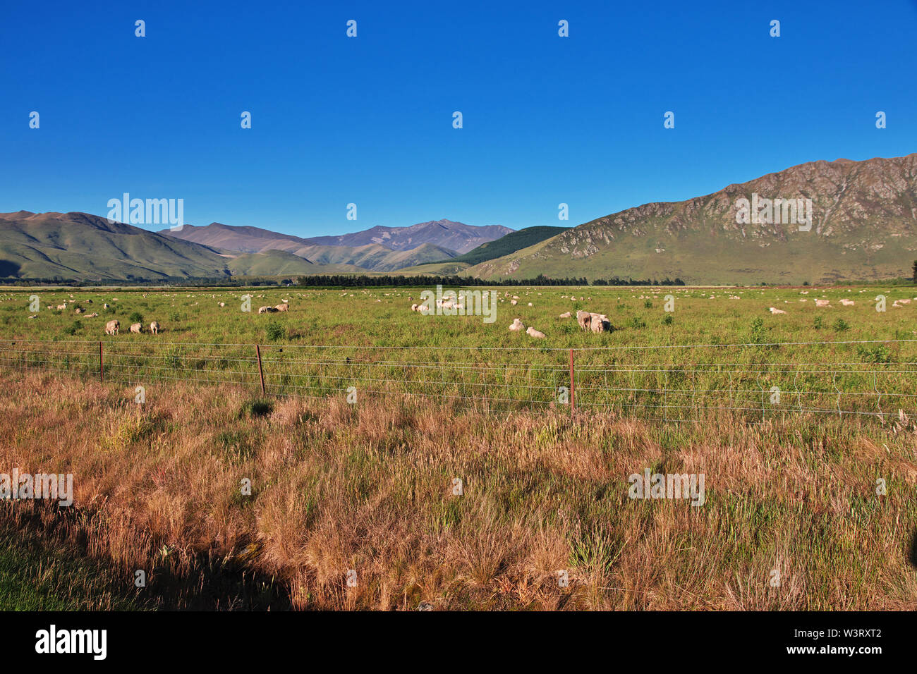 Nature of South island, New Zealand Stock Photo - Alamy