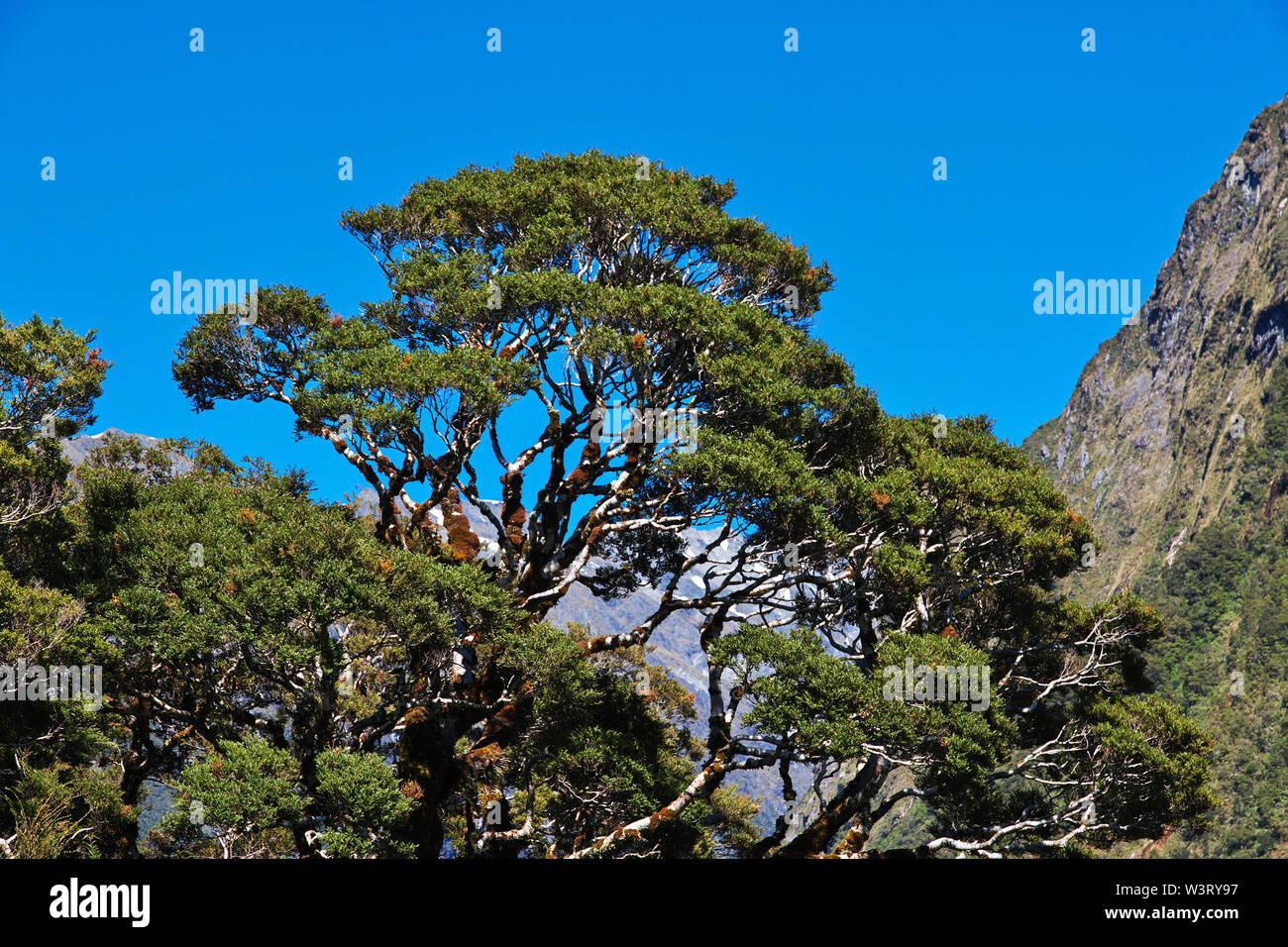 Nature of South island, New Zealand Stock Photo - Alamy