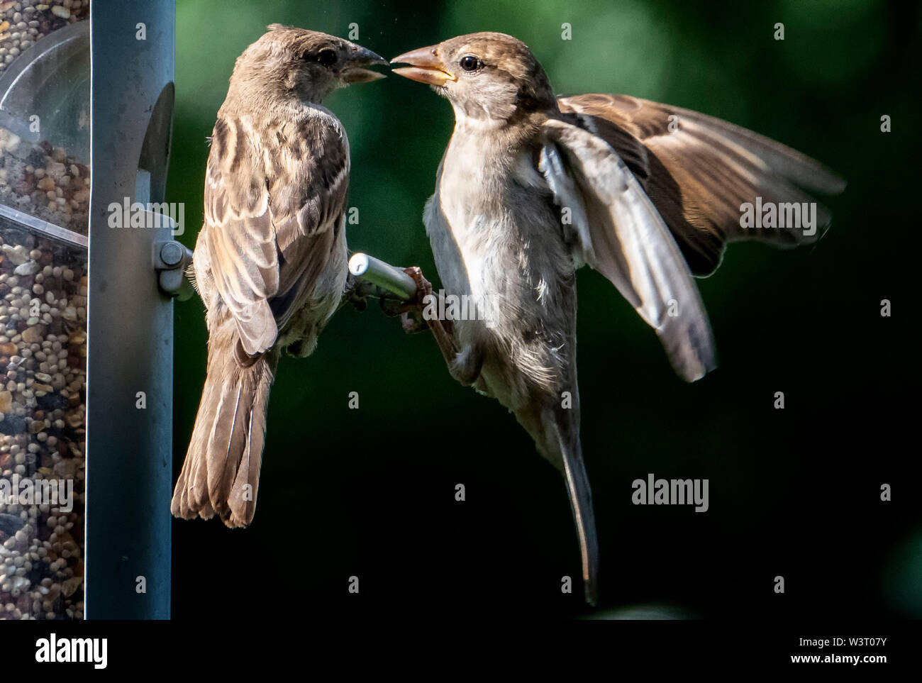 Very close encounter hi-res stock photography and images - Alamy