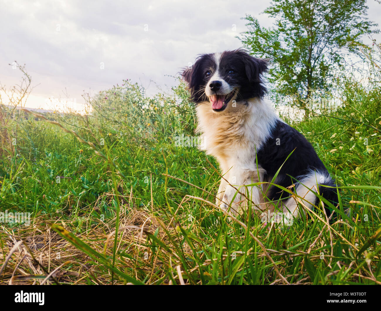 Collie dog on grass hi-res stock photography and images - Alamy