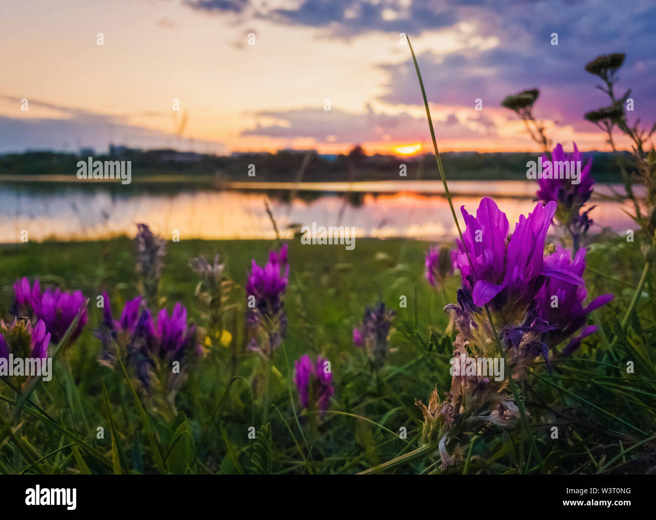 Sunrise Over Flowers
