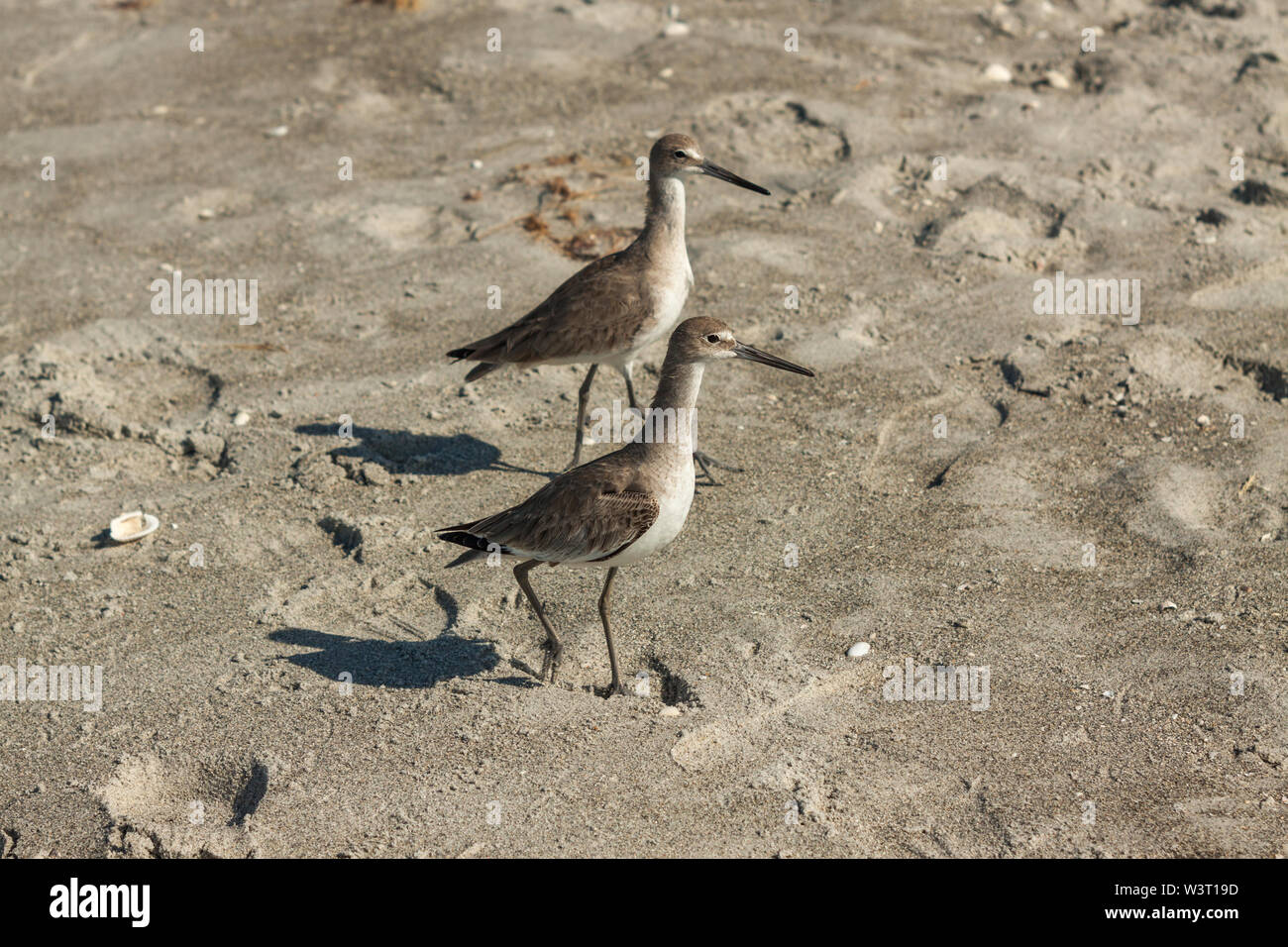 Willets hi-res stock photography and images - Alamy