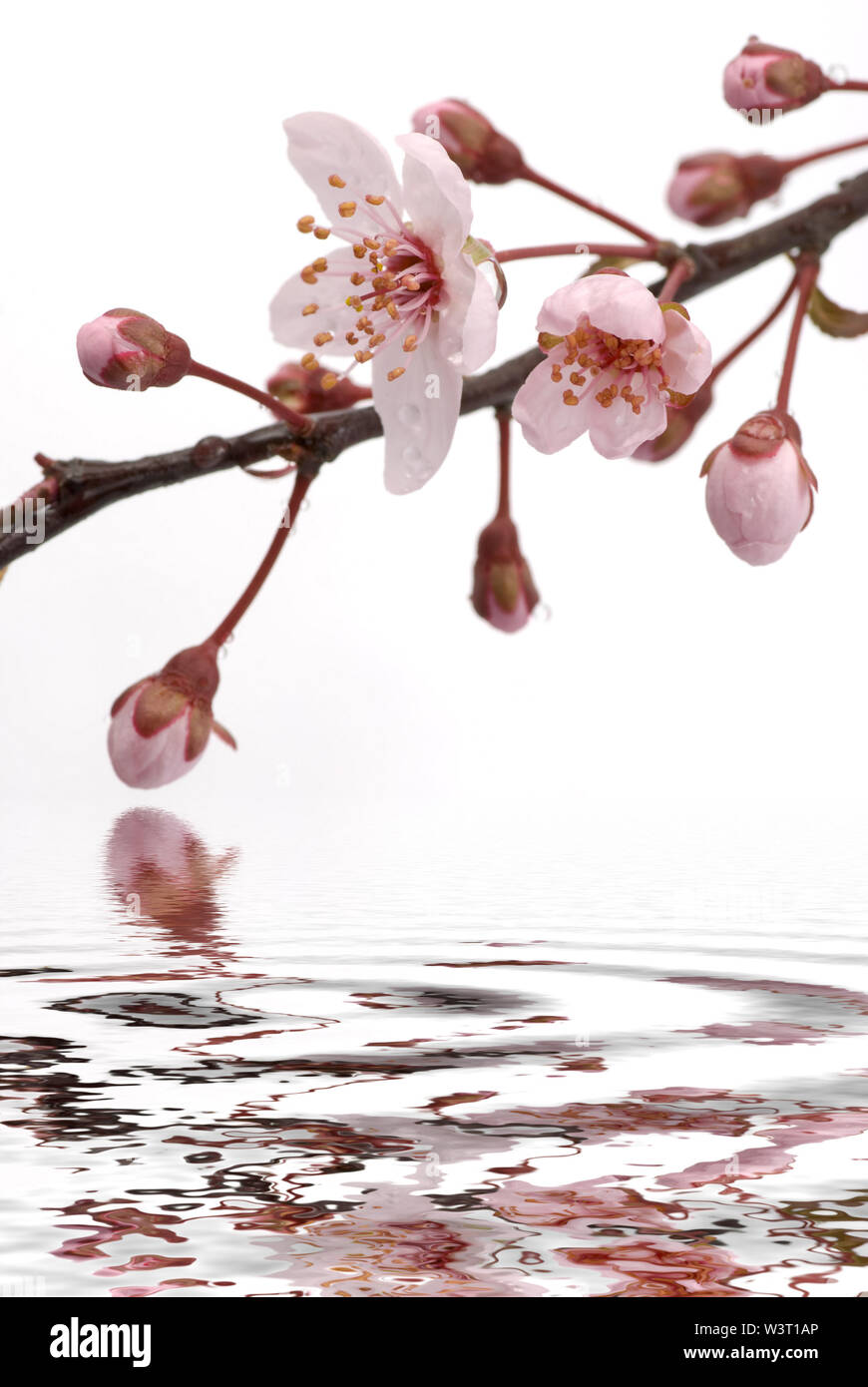 awakening of spring, flowery branch with beautiful pink buds are ...