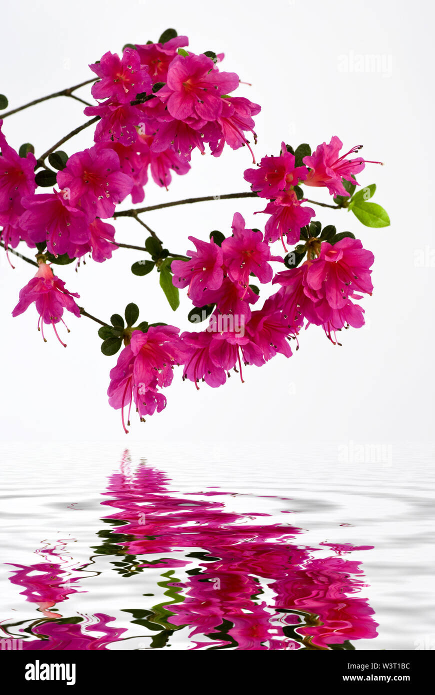 awakening of spring, flowery branch with beautiful pink buds are ...