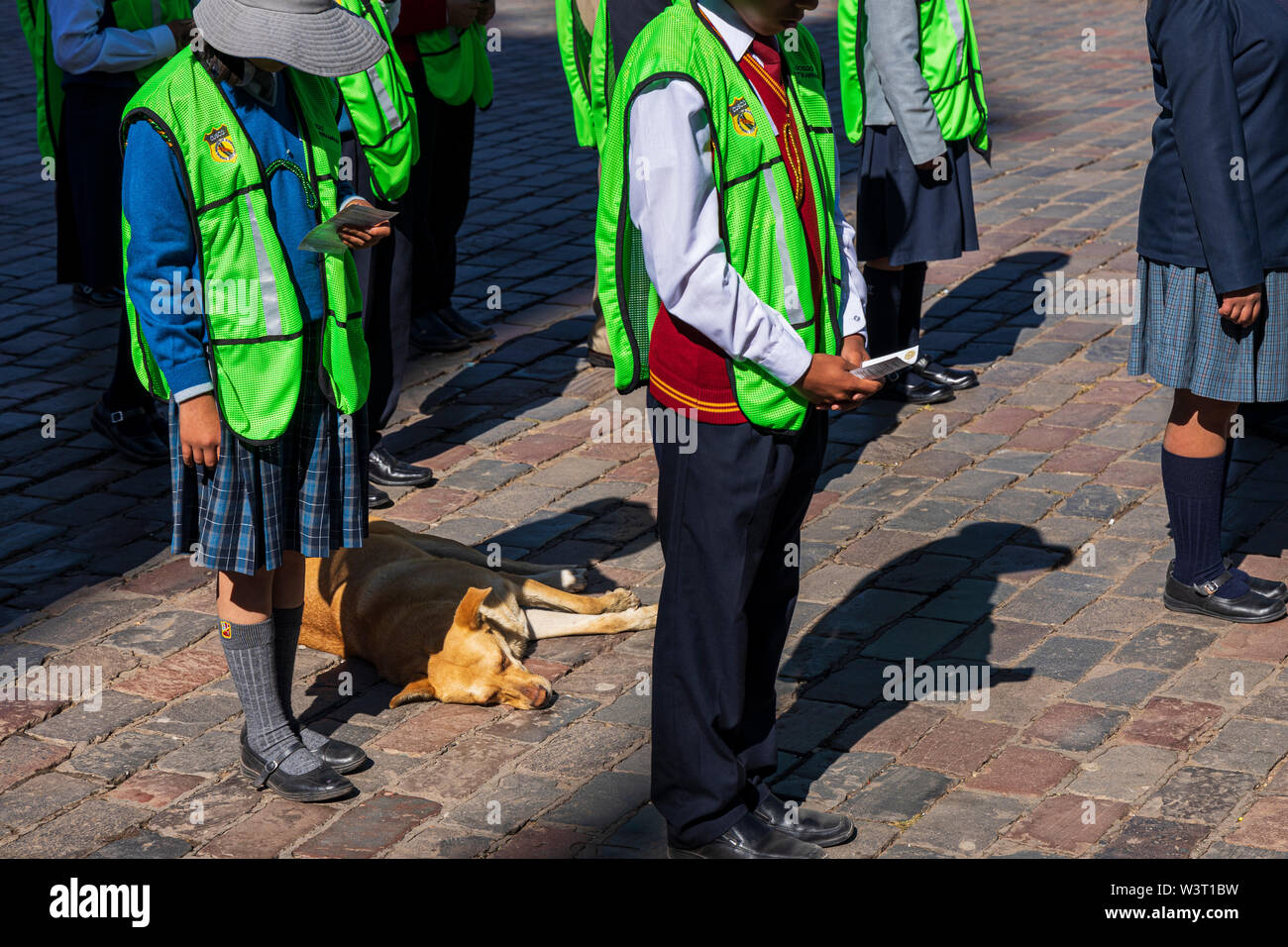 Peruvian dog sleeping on the cobbled street surrounded by a group of ...