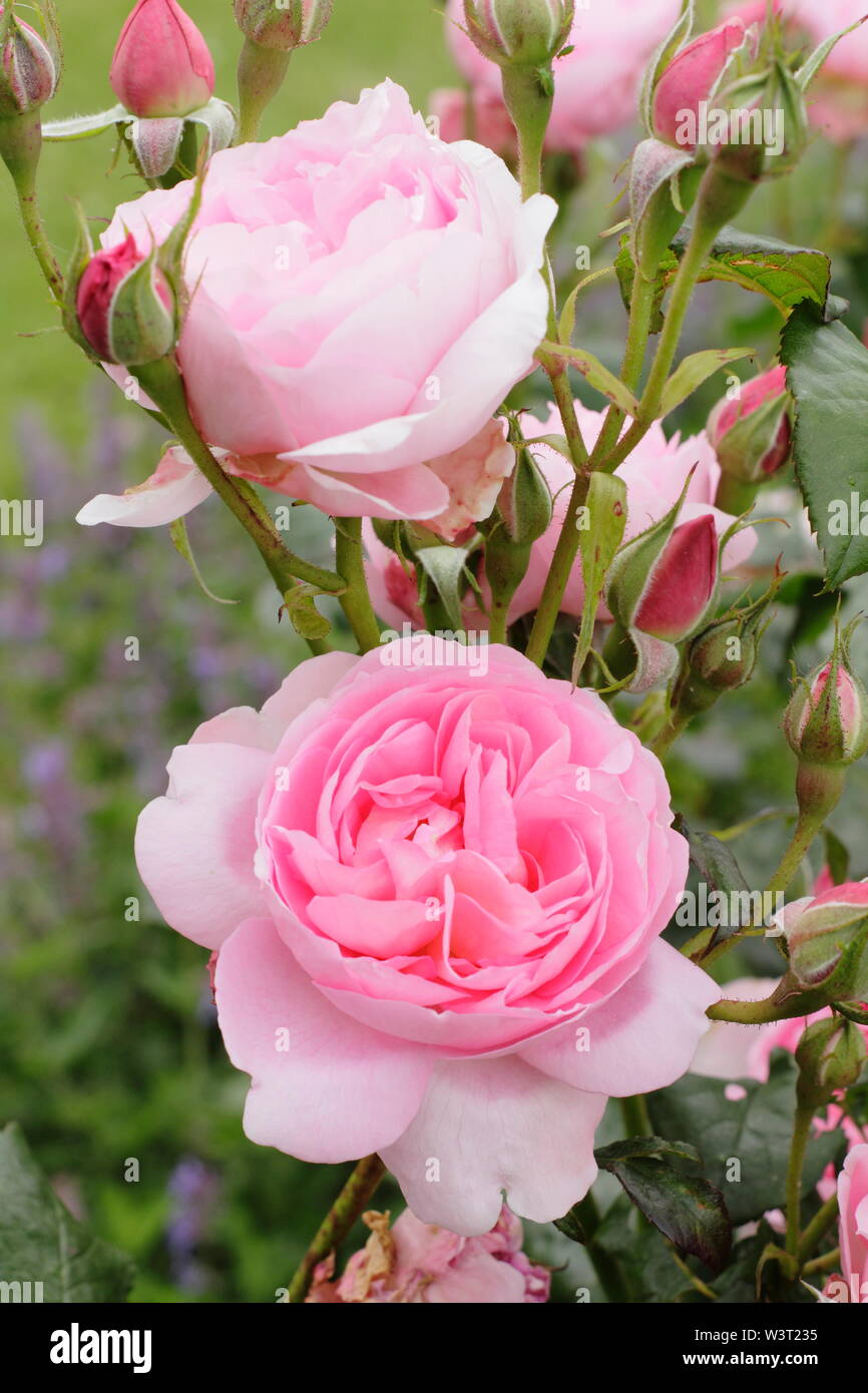 David austin fragrant english rose hi-res stock photography and images ...