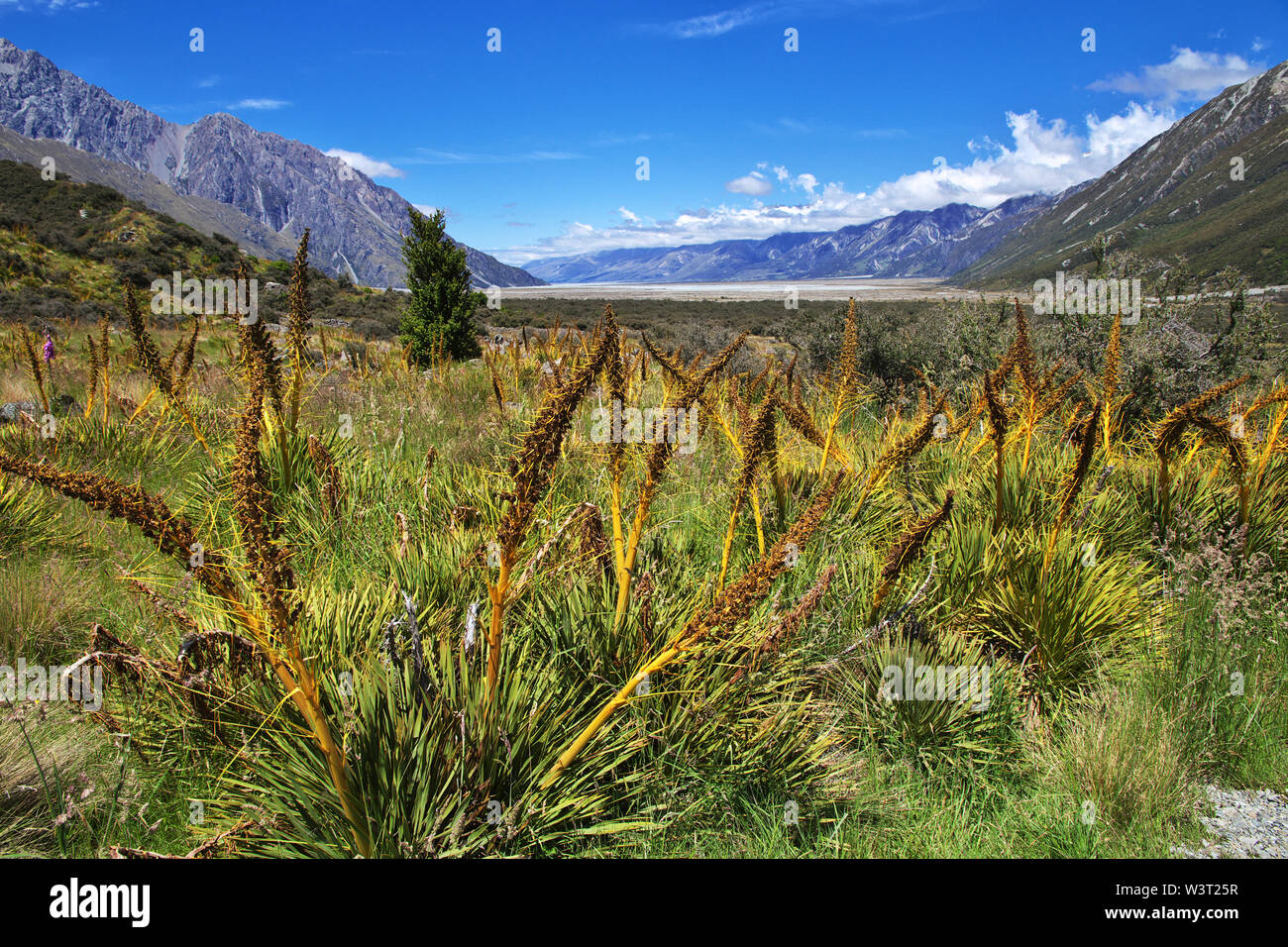 National park Mount Cook, New Zealand Stock Photo - Alamy