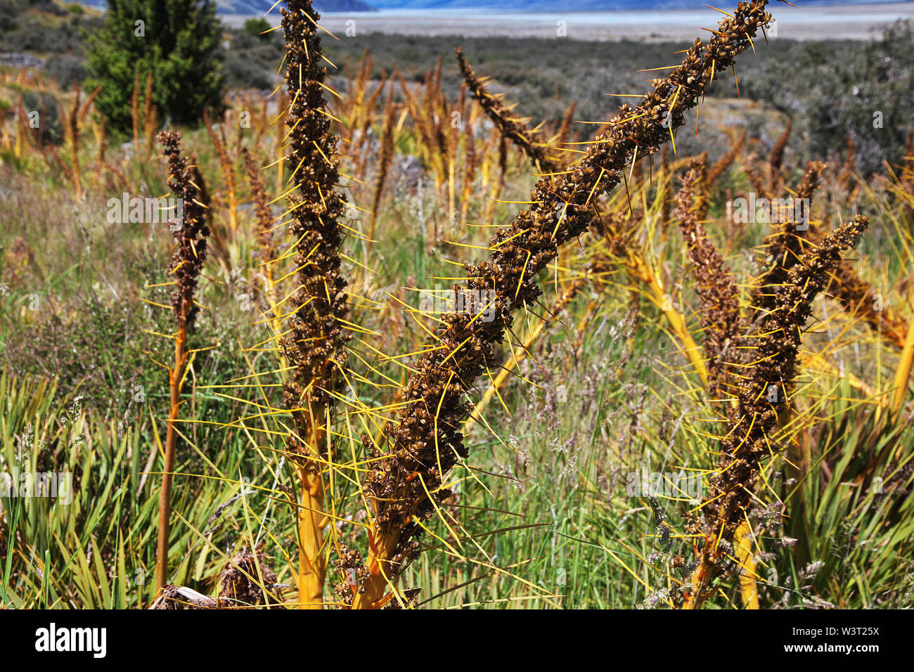 National park Mount Cook, New Zealand Stock Photo - Alamy