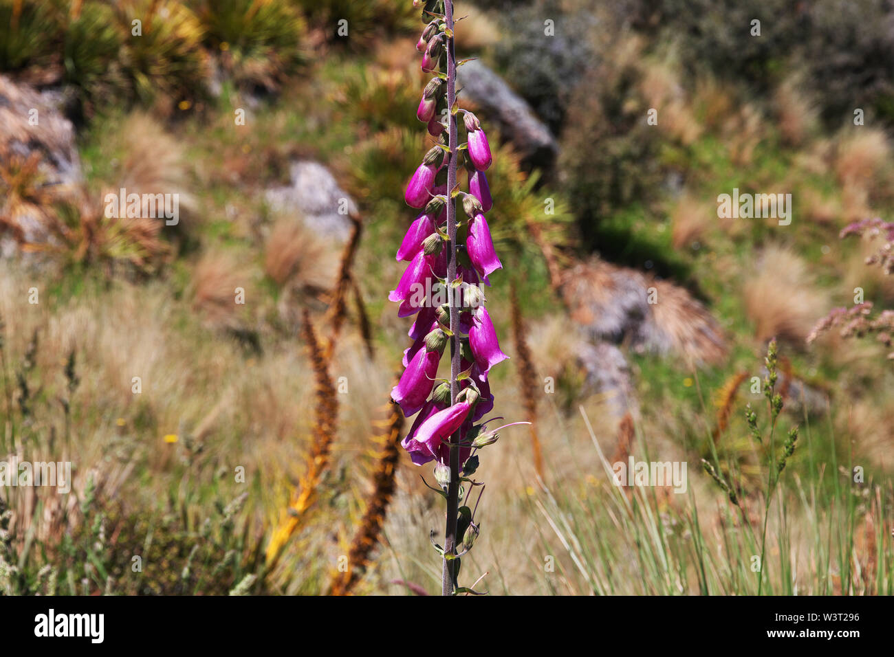 National park Mount Cook, New Zealand Stock Photo - Alamy