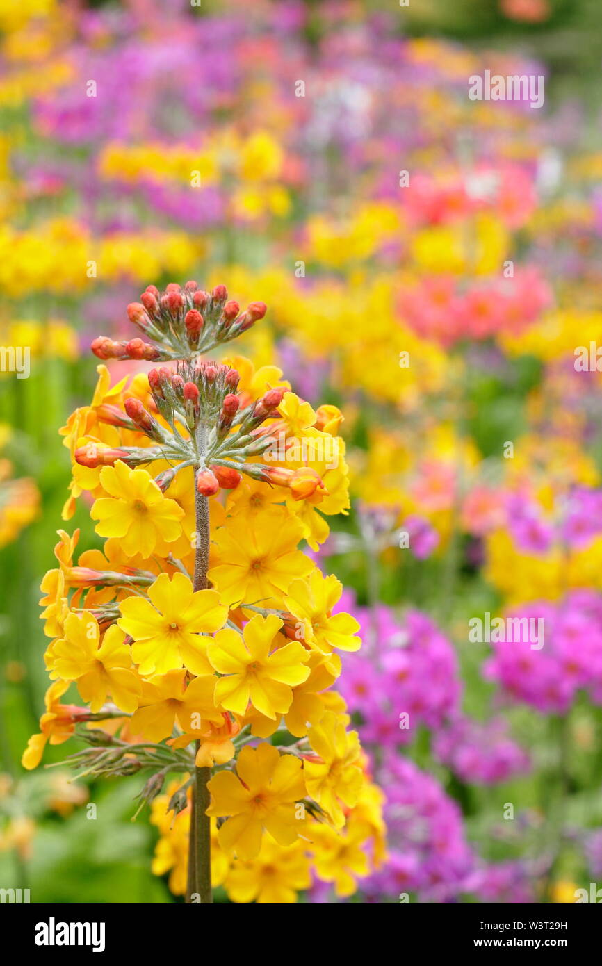 Primulas flowering hi-res stock photography and images - Alamy