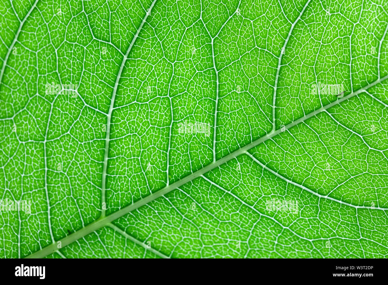 Leaf structure, pattern, green background Stock Photo - Alamy