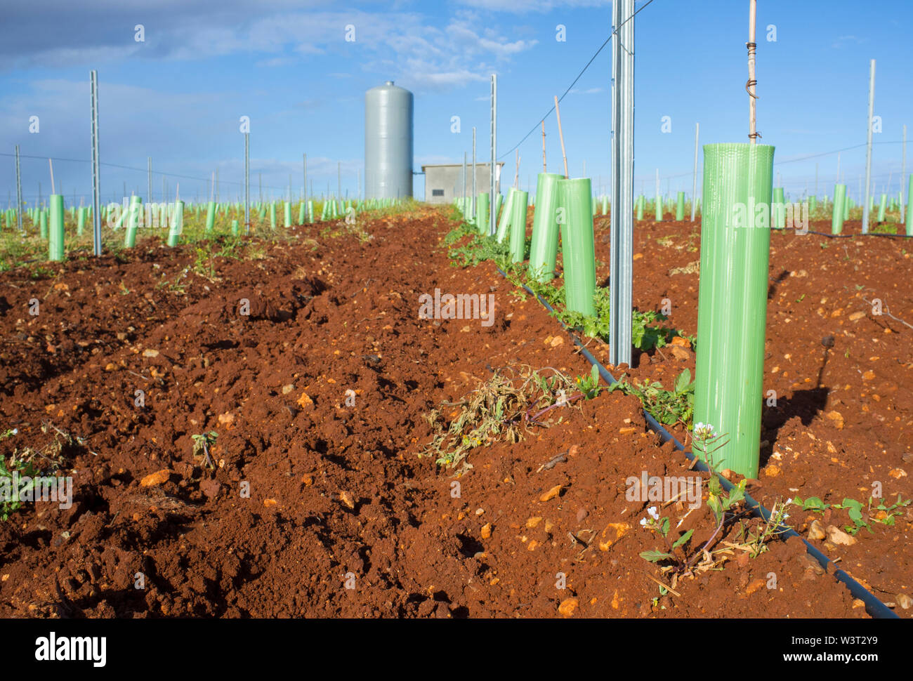 Grapevines irrigated with dripping system. Pipes, water tank and ...